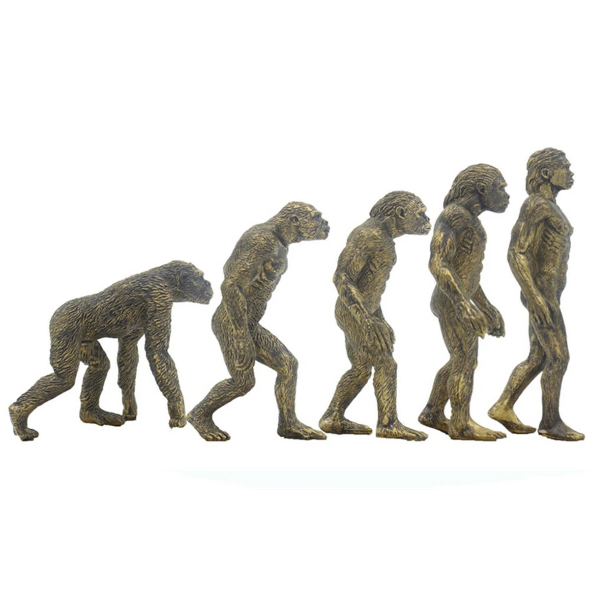 Ramapithecus Australopithecus Homo Habilis Homo Erectus Ape Man Figure ...
