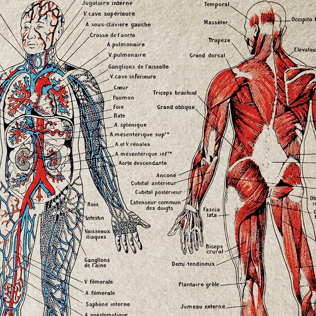 Human Anatomy Painting