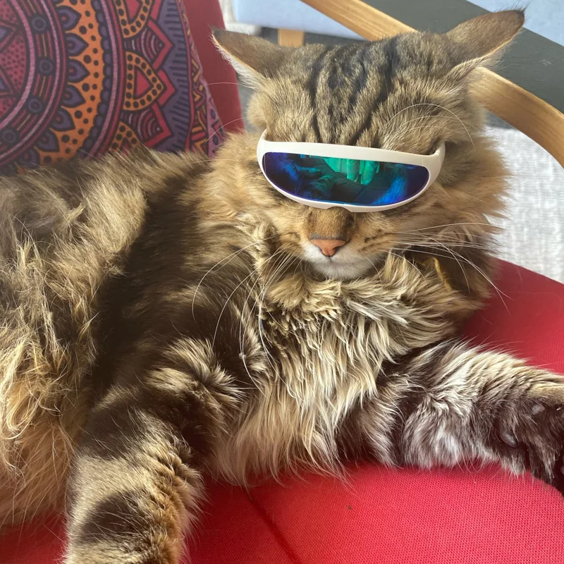 Funny Cats With Goggles