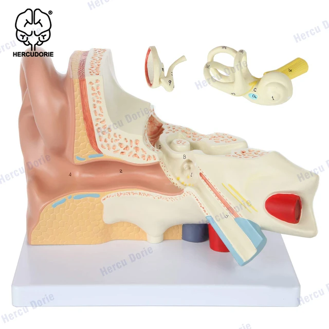 Large Ear Model