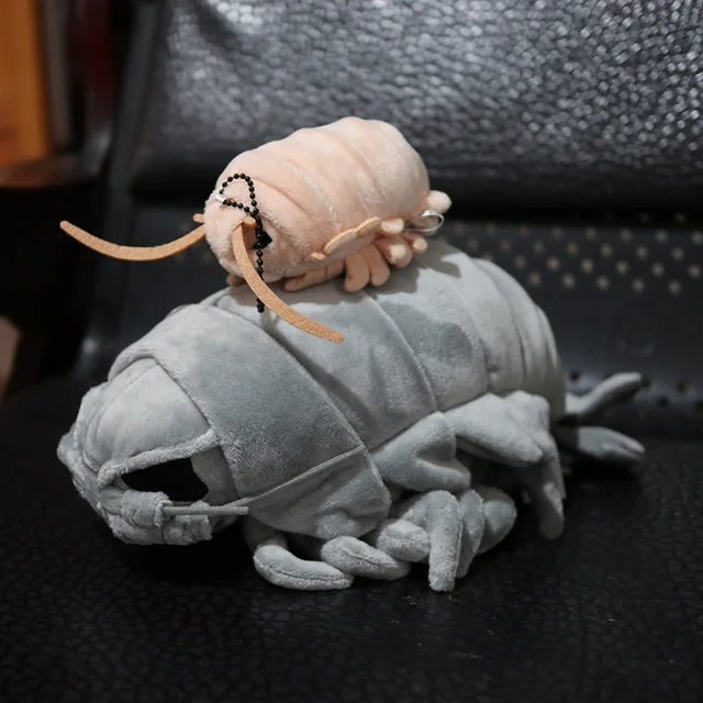Crustaceans Giant Isopod Bathynomus doederleini Taxidermy Curios ...