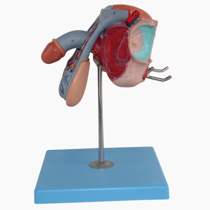 Male-Reproductive-System-Model-Male-Reproductive-Organs-Anatomical ...