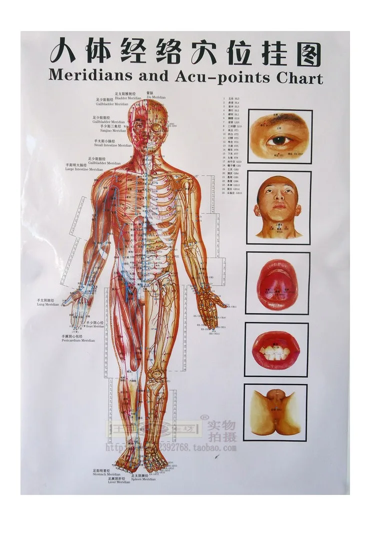 3pcs-50-80cm-Meridians-and-Acu-points-chart-acupuncture-massage-wall ...