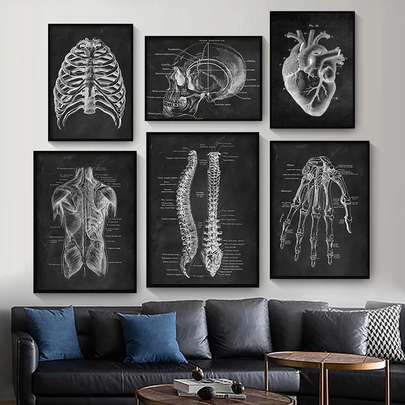Moderne-menschliche-anatomische-Struktur-schematisches-Diagramm ...