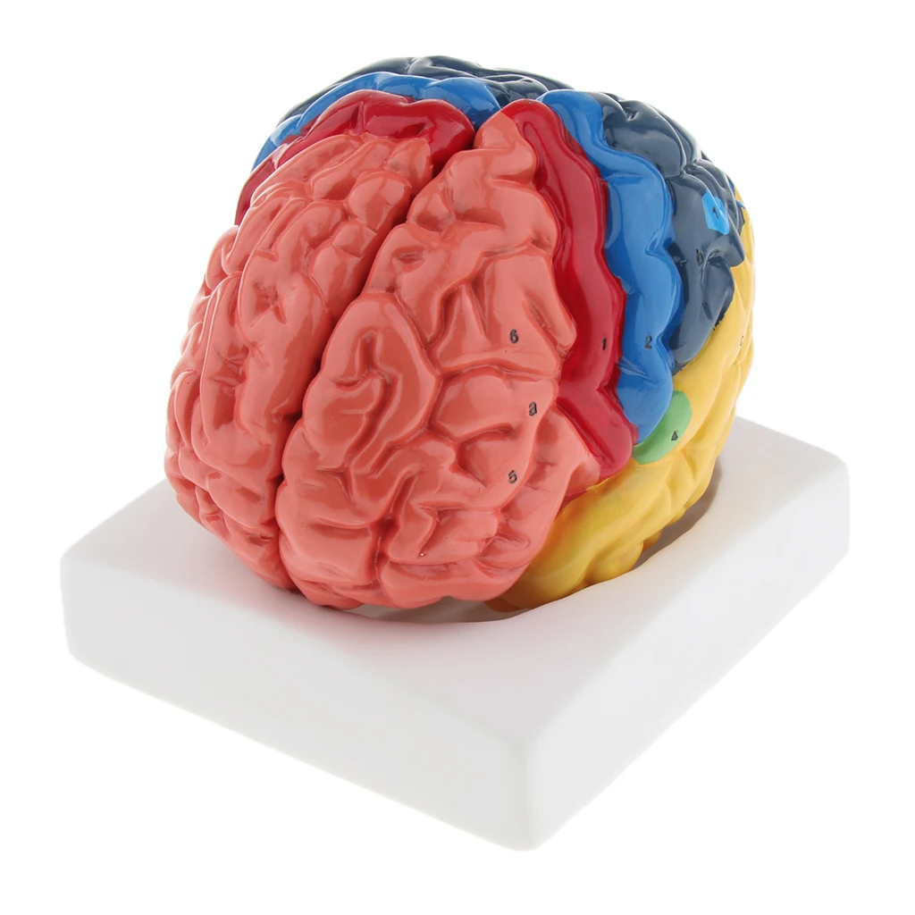 Lifesize Brain Model Anatomical Brain Model Eco-friendly Pvc 9 Parts ...