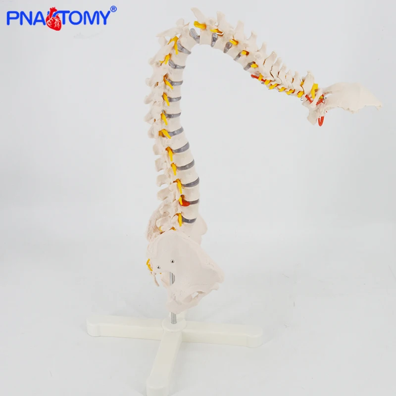 Flexible-Human-Spine-Model-Life-Size-85cm-Height-with-Base-Medical ...