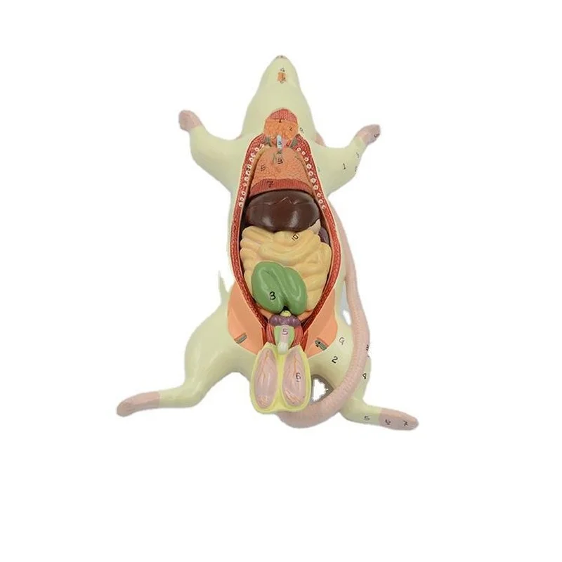 Anatomical-Model-Mice-Biological-Anatomy.jpg