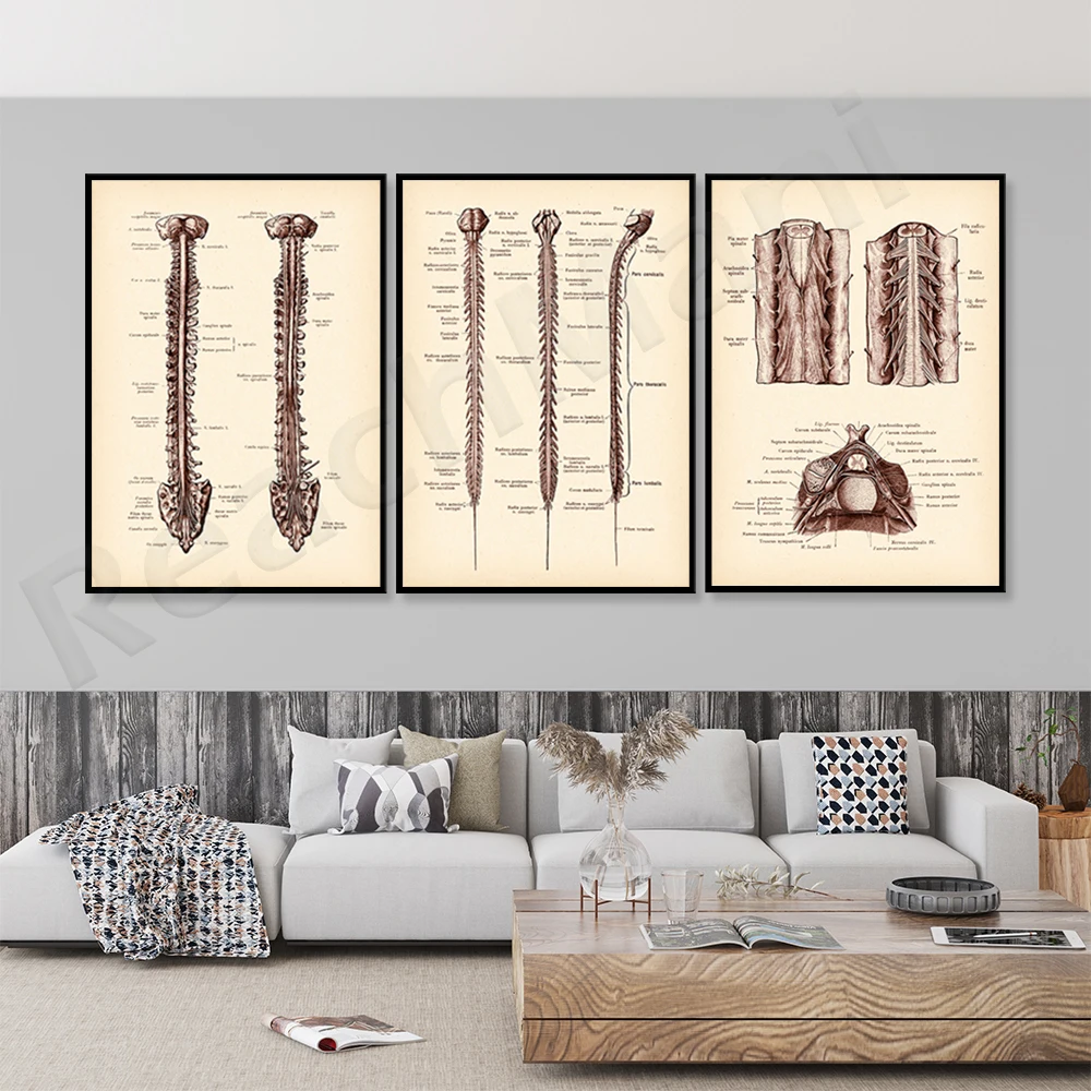 Neurology-posters-spinal-cord-prints-anatomical-art-medical-prints-of ...