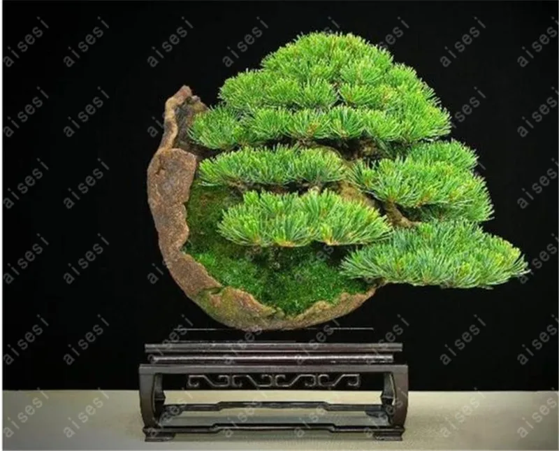 50 pcs Mini Black Pine bonsai, Indoor Plants Radiation Protection ...