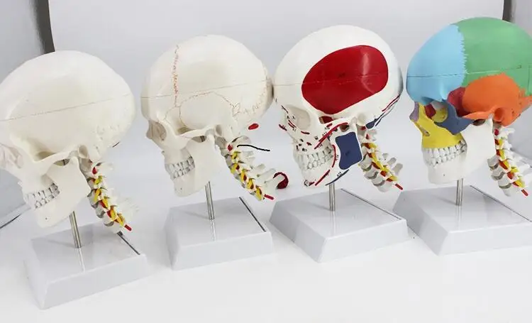 Adult-Human-Colorful-Skull-Anatomical-Model-Skeleton-Head-Model-with ...
