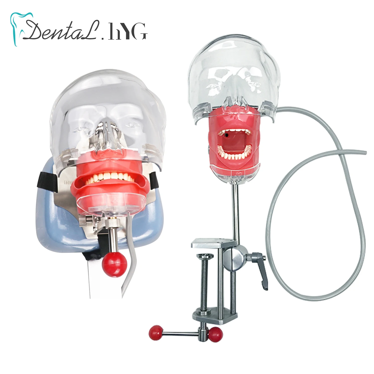 Head-Model-Dental-Simulator-Phantom-Head-for-Dentist-Education-Dentist ...