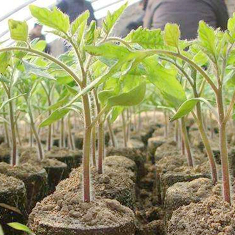 10pcs 25/30/38mm Nursery Block Peat Pellets Garden Planting Seedling ...
