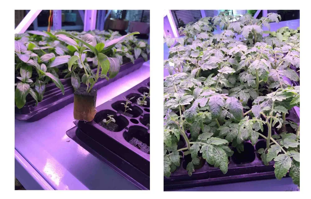 Soilless Culture Substrate Agricultural Cutting Seedling Block ...