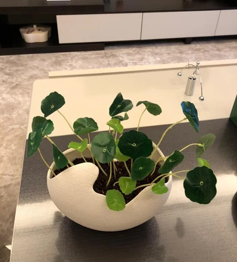 Puerulus - Ceramic Pot - Interiors with Edge