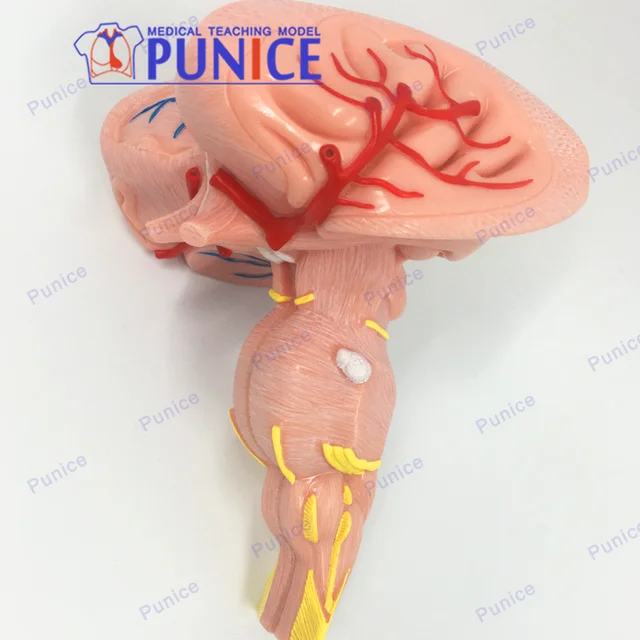 Cranial Nerves Brainstem Model