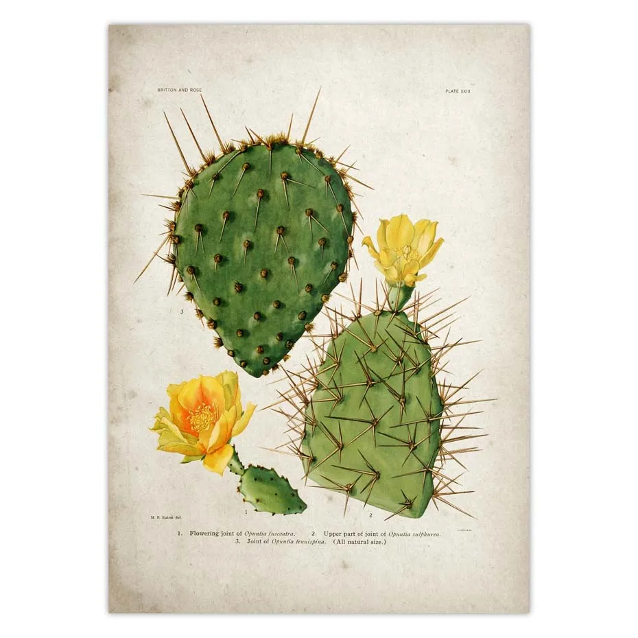 Art & Collectibles Prints Fishhook Cactus Vintage Poster Vintage ...