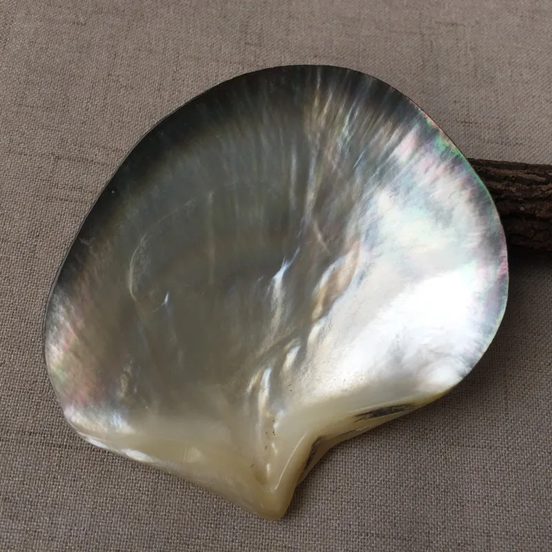 Black Mother Of Pearl Shell
