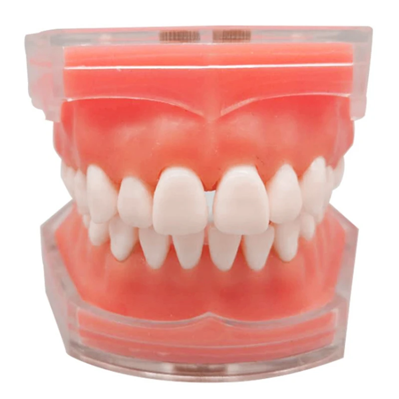 Standard Model with Removable Teeth Study Teach Teeth Model|Dental ...