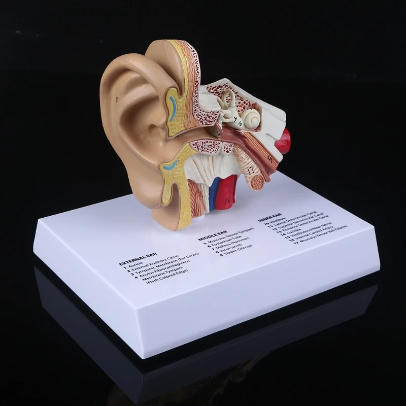 Tympanic Membrane Ear Model