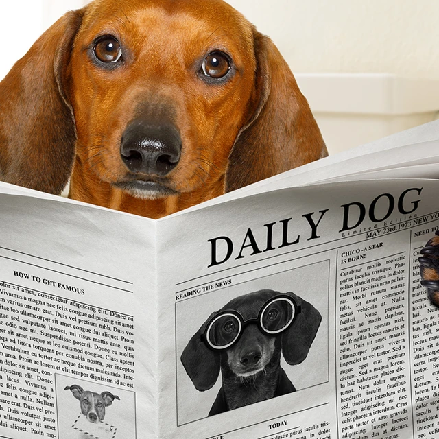 Dog Reading Newspaper