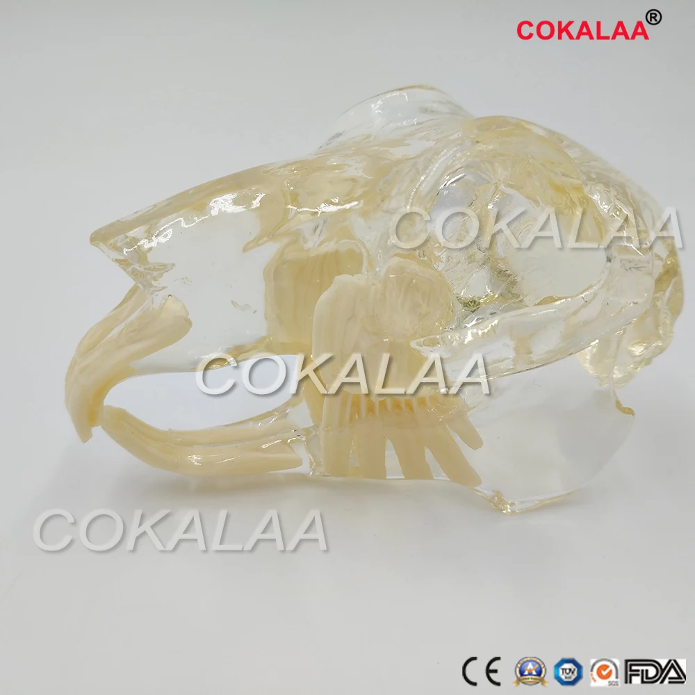 Anatomical-Felidae-Pathology-Jaw-Model-Medical-Teaching-Dental-Teeth ...