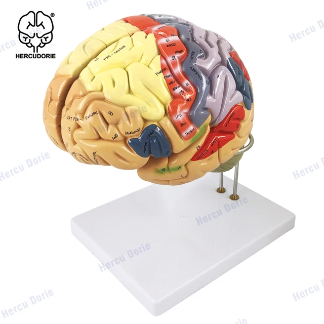 Diagrama Del Cerebro Sin Etiquetar En Color VEVOR Modelo De Cerebro