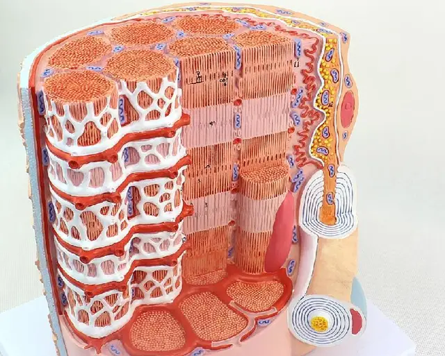 Skeletal Muscle Cell Model Labeled