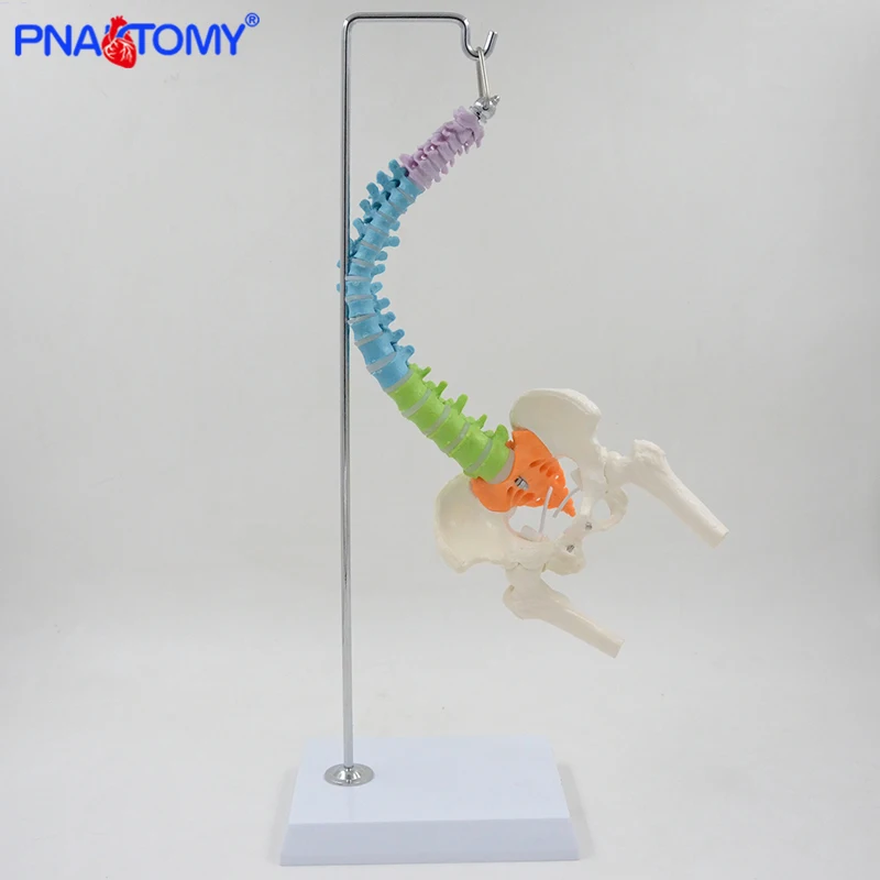 Flexible-Human-Spine-Model-45cm-Spinal-Column-Vertebral-Lumbar ...