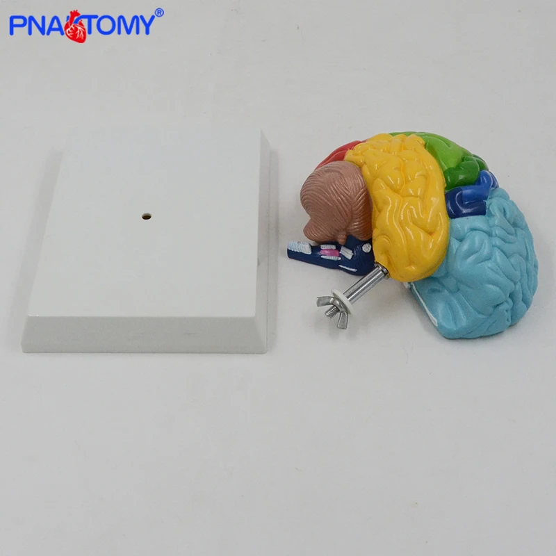 Natural size human anatomical brain model colored brain functional are ...