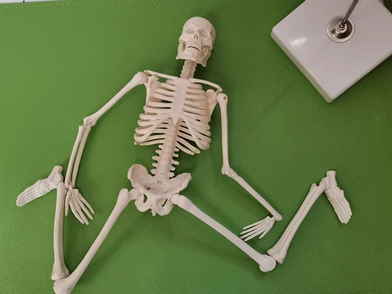 Monday Kids 45cm human Anatomical Anatomy Skeleton Model Wholesale Retail Medical Poster Aid ...