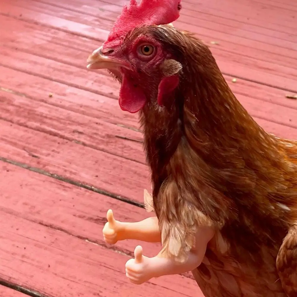 Funny Chicken Pictures Images