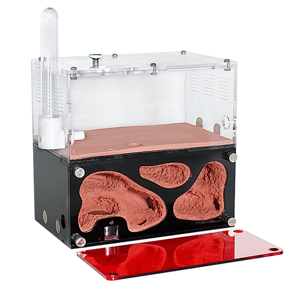 Ant-Farm-Set-With-Ants-Drinker-Temperature-Control-Concrete-Ant-Nest ...