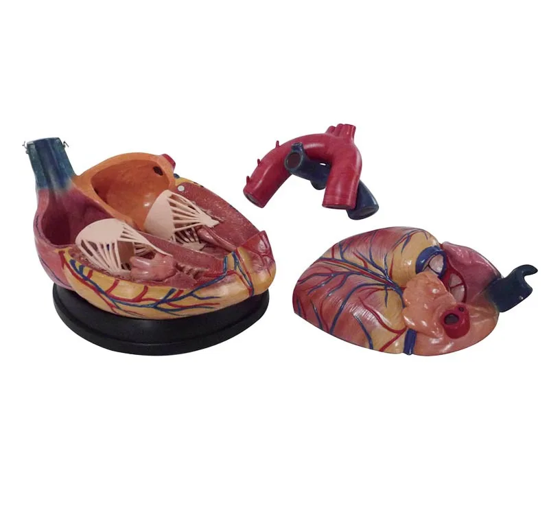 5 Times Amplifier Adult Heart Anatomical Model of Ultrasound Cardiology ...