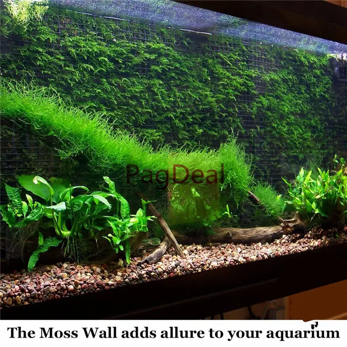 Carpet Moss Aquarium