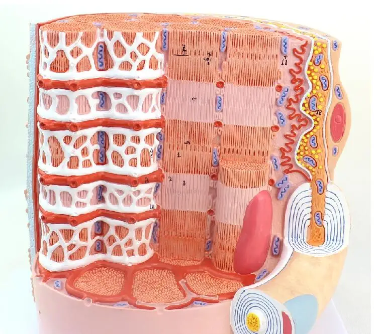 Muscle Fiber Model Labeled