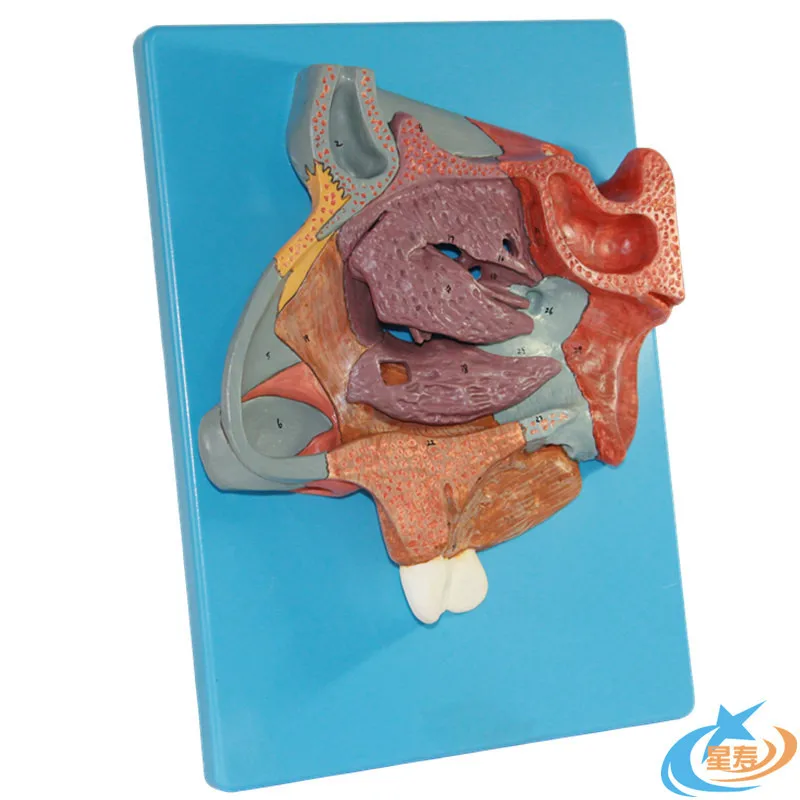 Modelo anatómico Nasal, anatomía de la nariz y los senos paranasales ...
