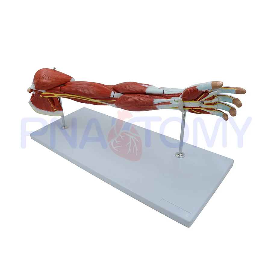 Anatomy of The Human Arm Muscles 7 Parts Muscular System Hand Nerves ...
