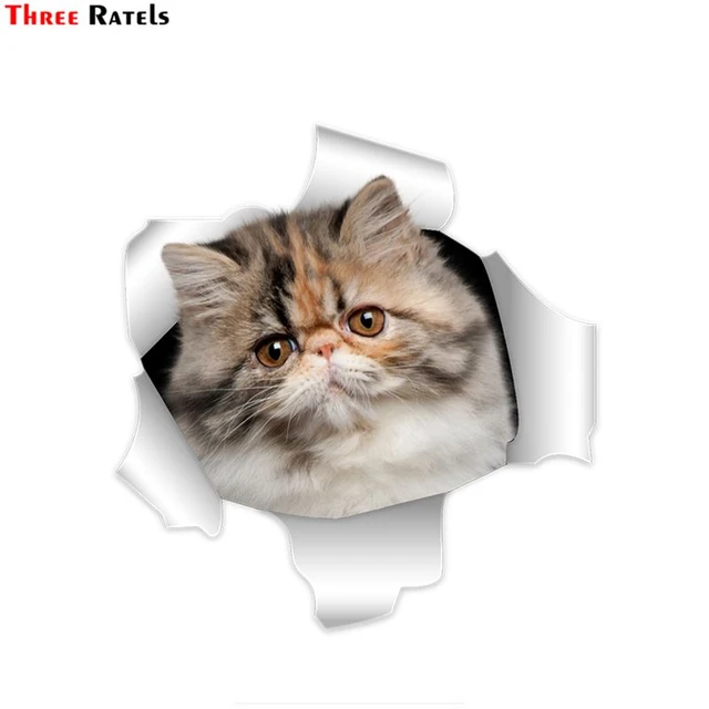 Subaru Cat Meme