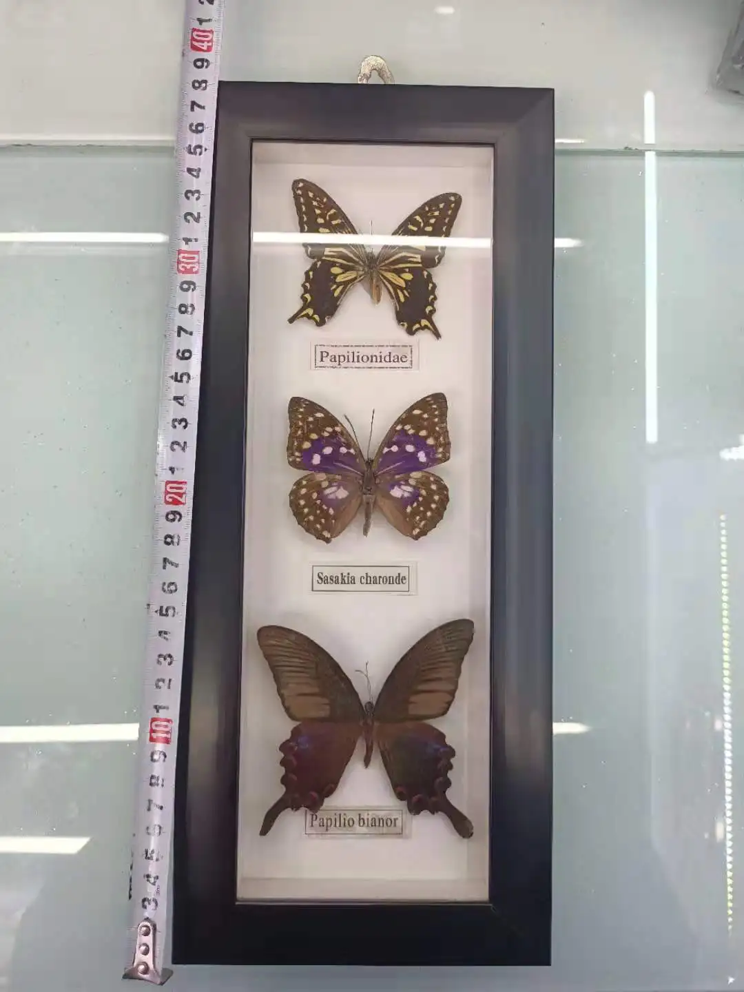 1 set of 3 Butterfly Real Specimen butterfly specimen photo frame craft ...