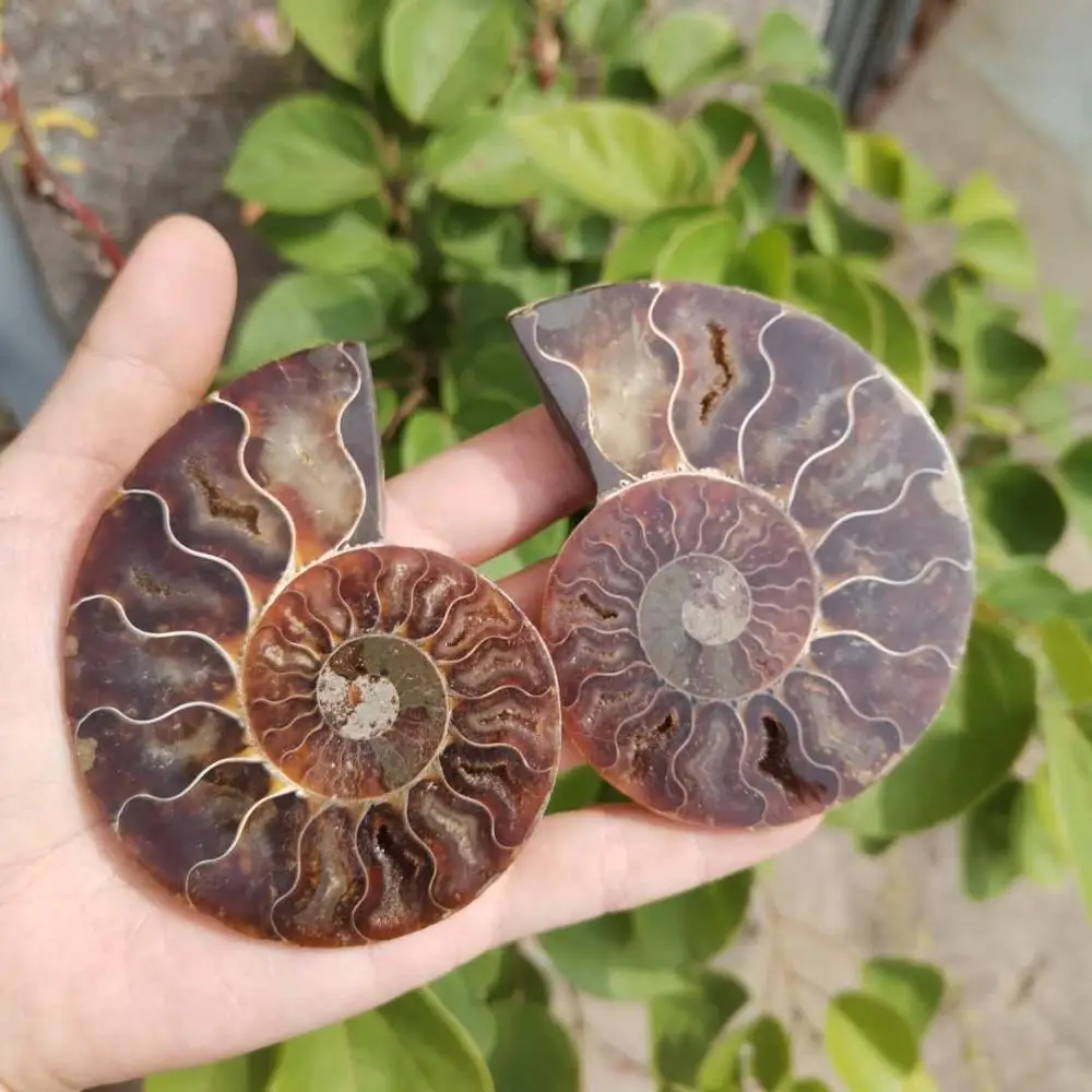 Natural Ammonite Shell Pair Stone conch slice Specimen Healing from ...