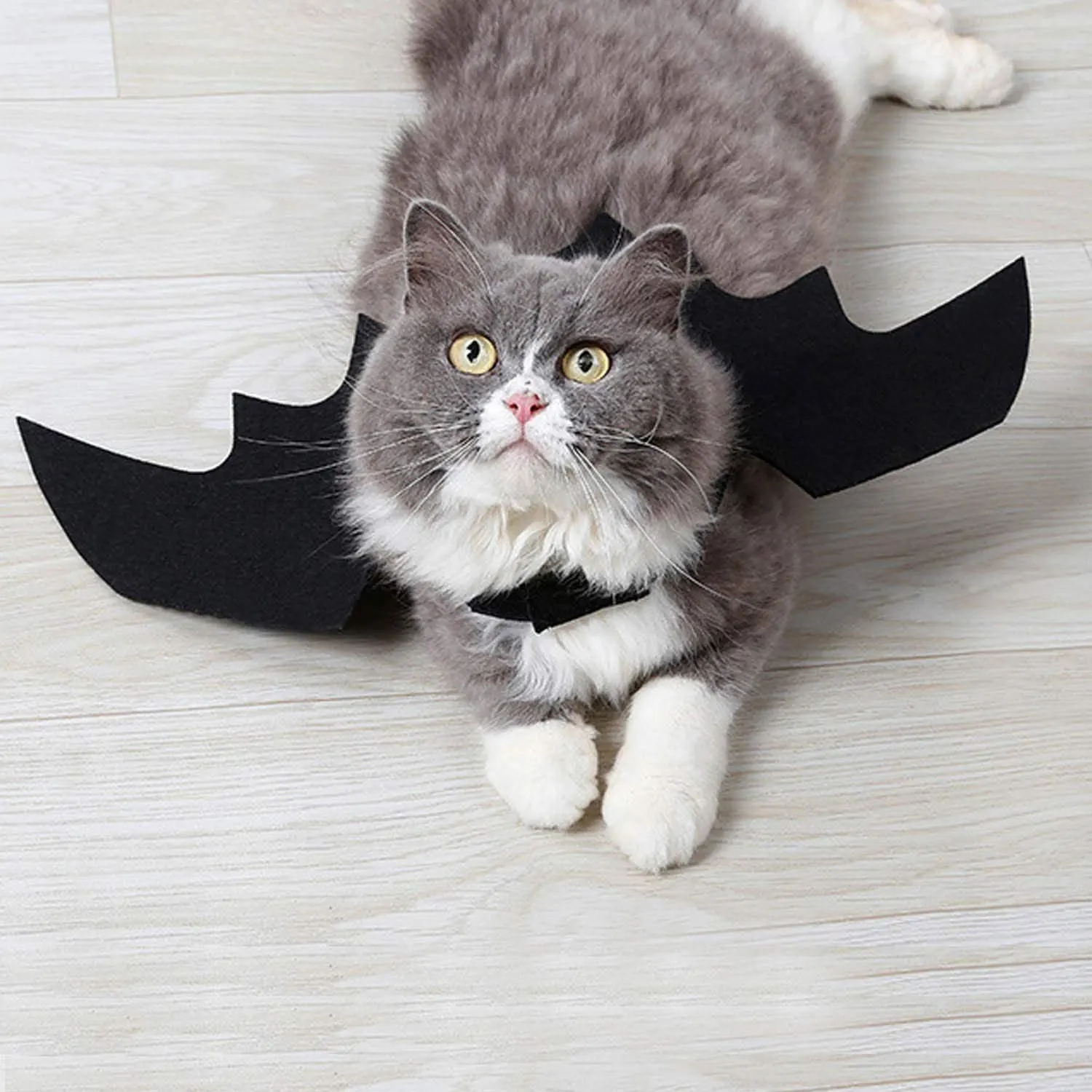 Pet Bat Wing Costume | That's So Fetch!