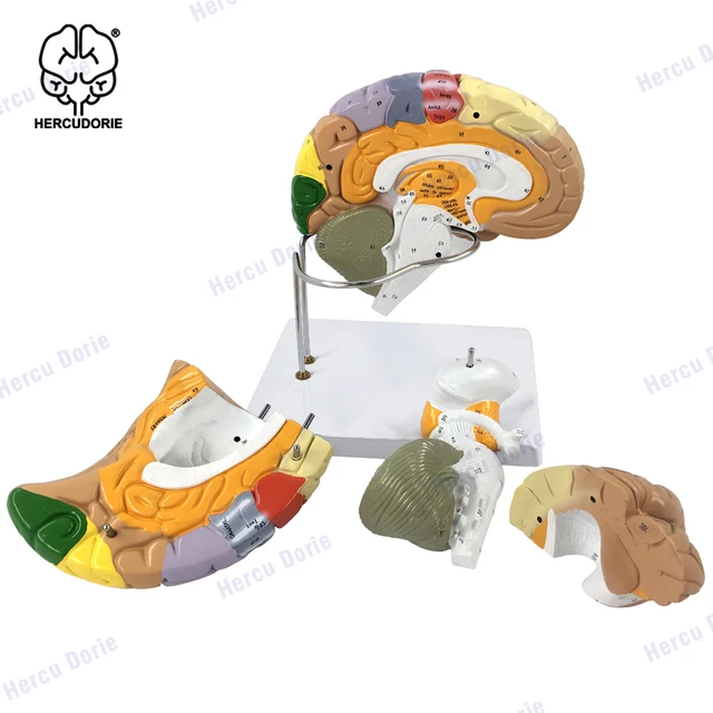 Color Coded Brain Parts LYOU Life-Size 8-Part Human Brain Anatomy Model ...