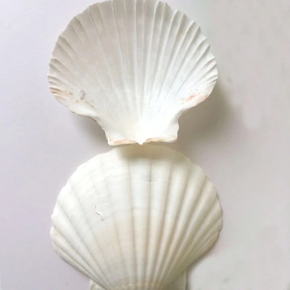 6pcs-natural-white-Conch-sea-shell-white-scallop-shell-for-fish-tank ...