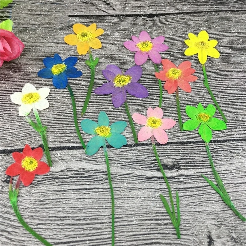 64pcs-Pressed-Dried-Strelitzia-reginae-Aiton-Flower-Herbarium-For-Epoxy ...