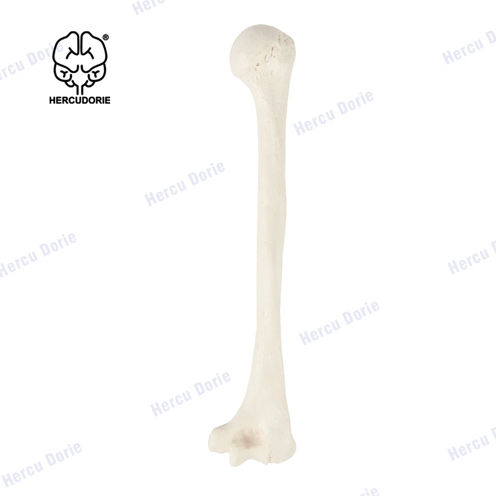 Human Humerus Bone