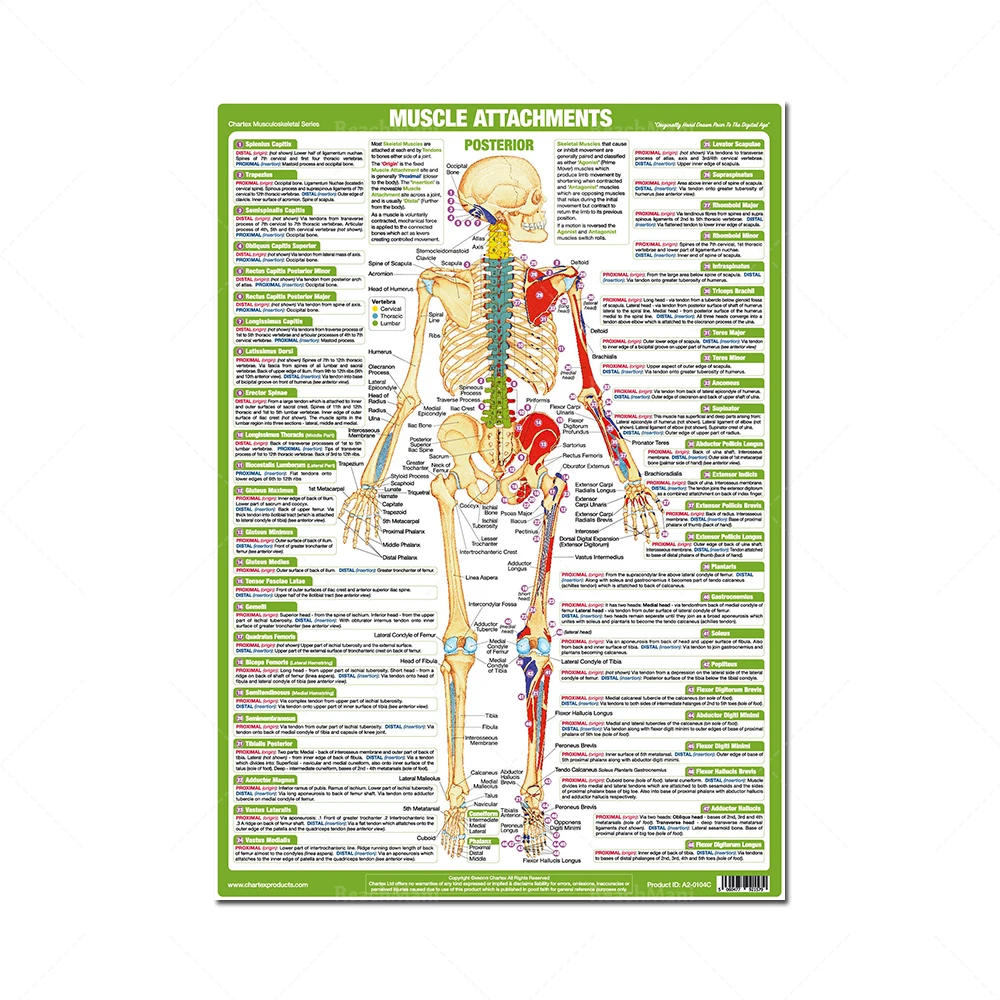 Agonist Muscle Chart
