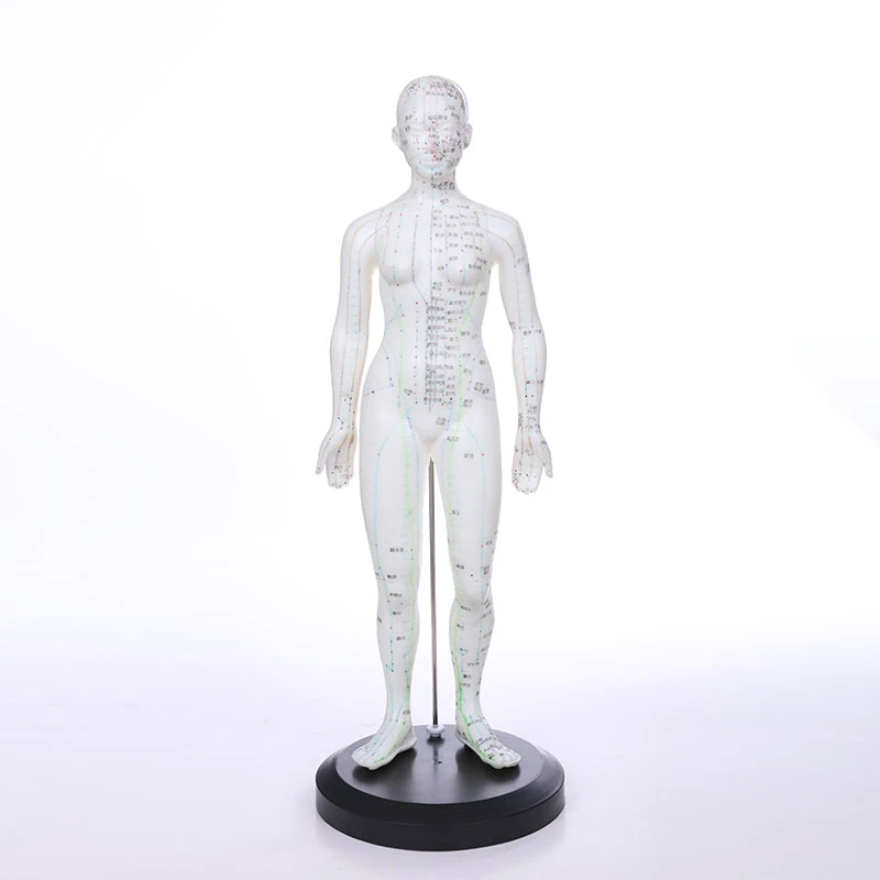 Chinon 48CM Huma Body Acupuncture Manikin Traditional Chinese Medicine ...