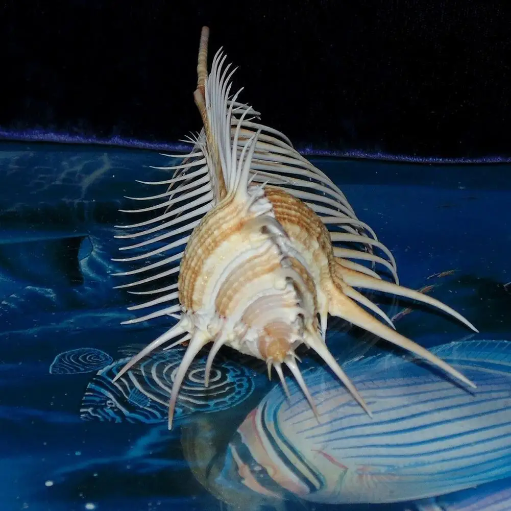 10-13Cm Natural Shell Conch Decoration Fish Tank Landscaping Shell ...