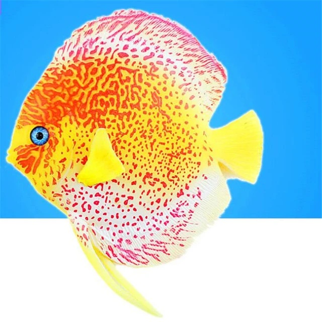 Ring Leopard Discus Fish