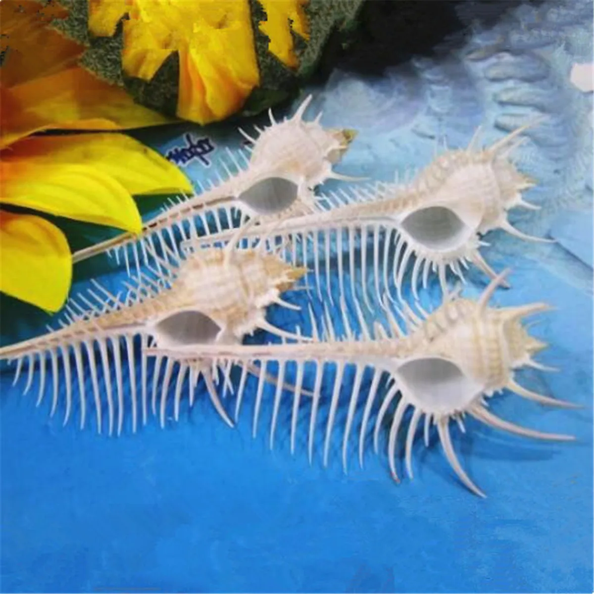 6-8cm-Natural-Venus-Comb-Indian-Ocean-Sea-Shell-Conch-Beach-Aquarium ...